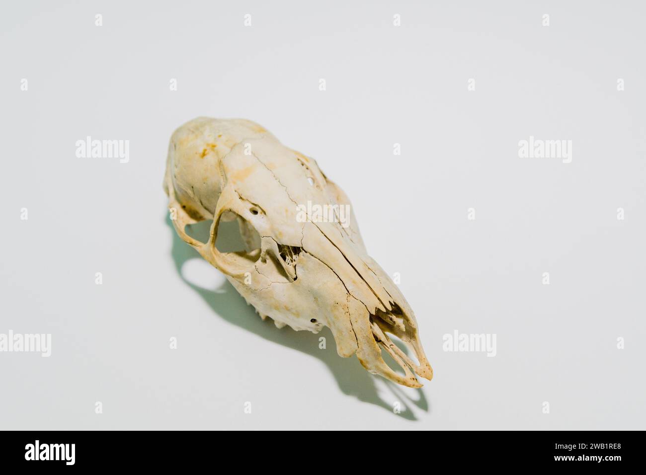 Skull of dead deer cleaned and placed on white background. Photographed ...