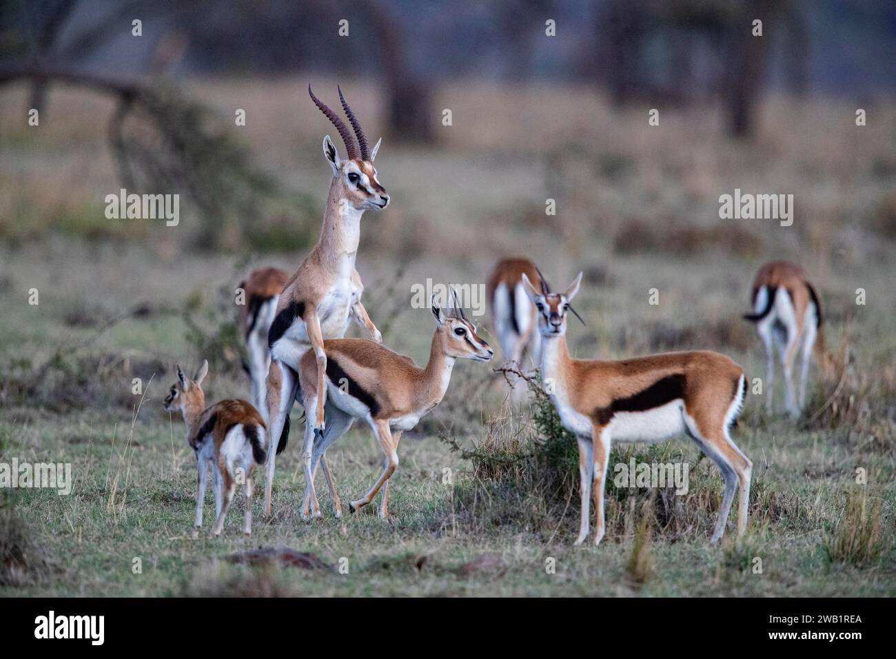 Thomson's gazelle (Gazella thomsoni) Masai Mara Kenya Stock Photo - Alamy