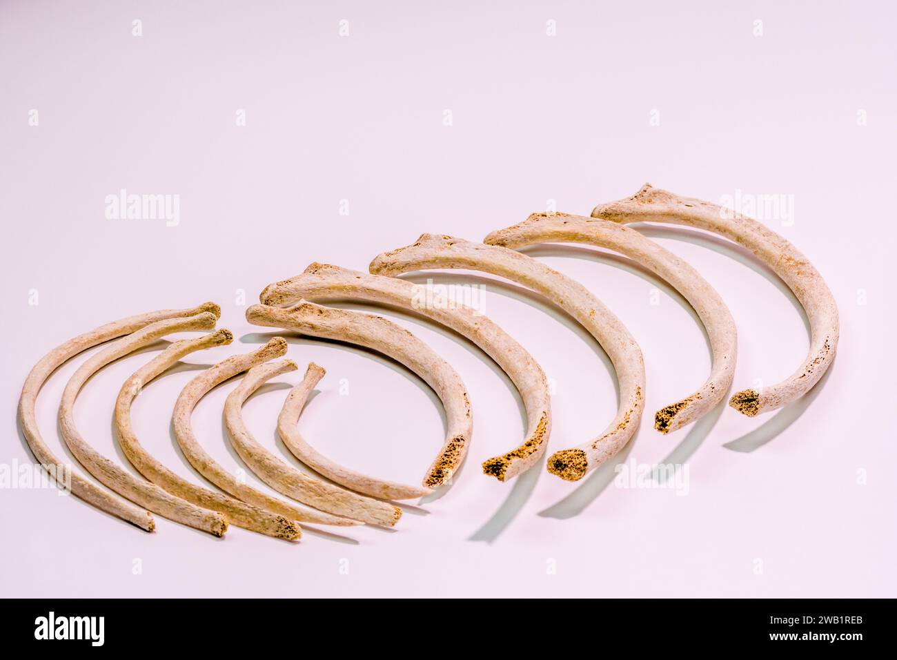 Cleaned rib bones from dead animal isolated on white background Stock ...