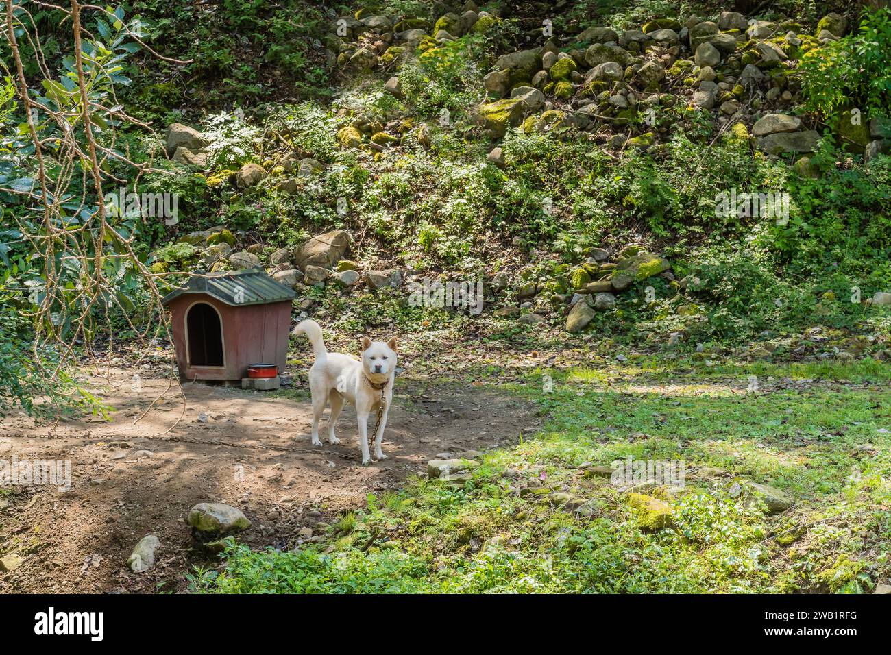 Chained white dog standing in front of doghouse with hillside in ...