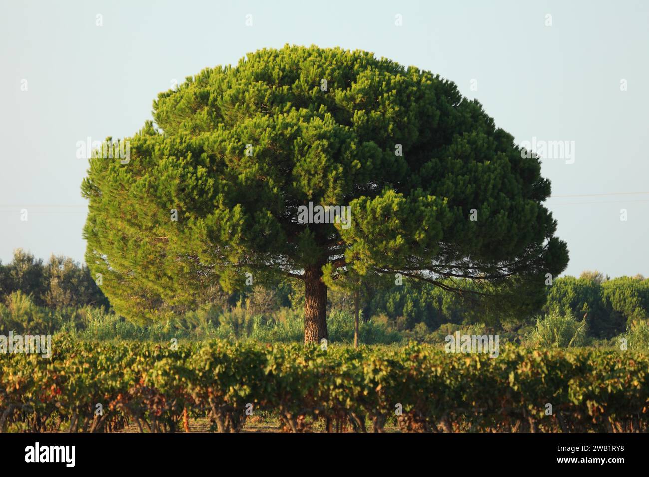 Pine tree france hi-res stock photography and images - Alamy