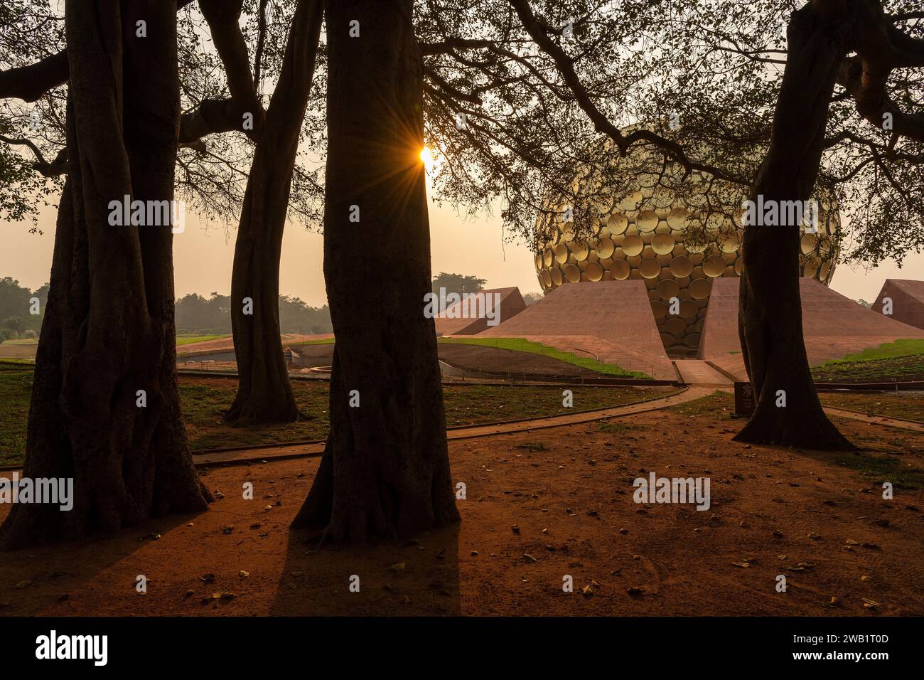 Sunrise, old banyan tree, meditation centre Matrimandir or Matri Mandir ...