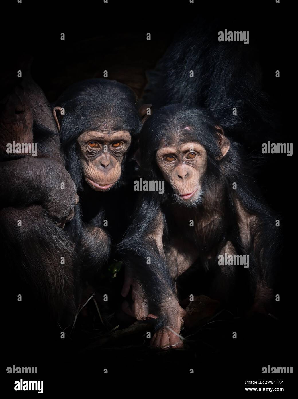 Group of chimpanzees standing hi-res stock photography and images - Alamy