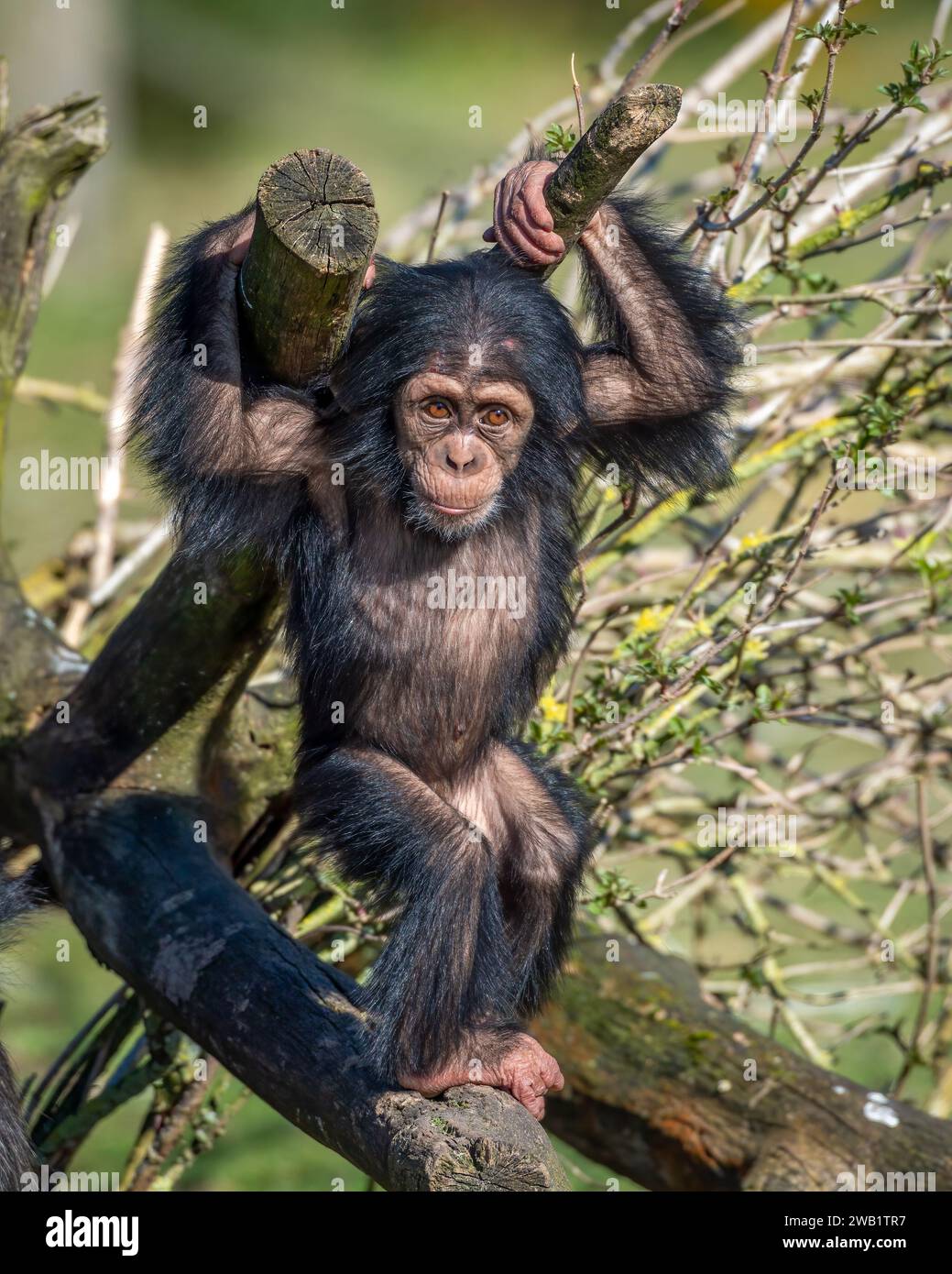 A juvenile chimpanzee grasping a slender tree branch with its hands ...