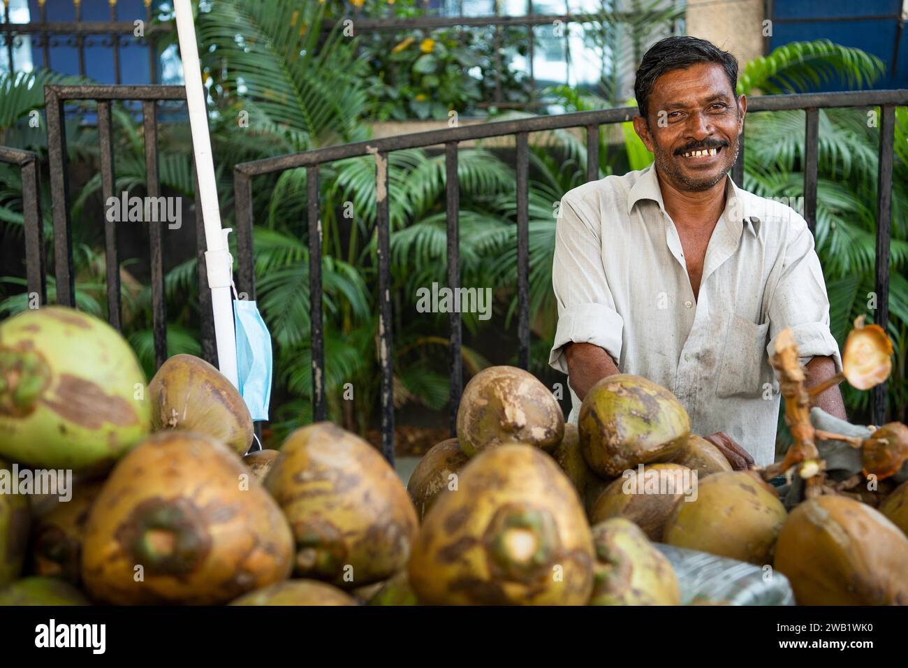 Man selling coconuts, Chennai, Tamil Nadu, India Stock Photo - Alamy