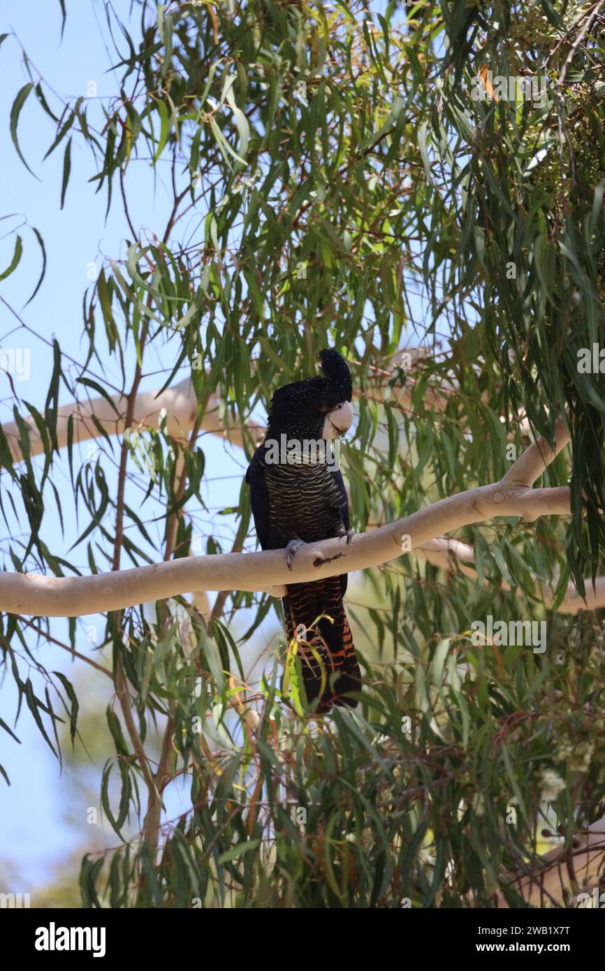A beautiful Barnaby Black Cockatoo perched on a tree in the western ...