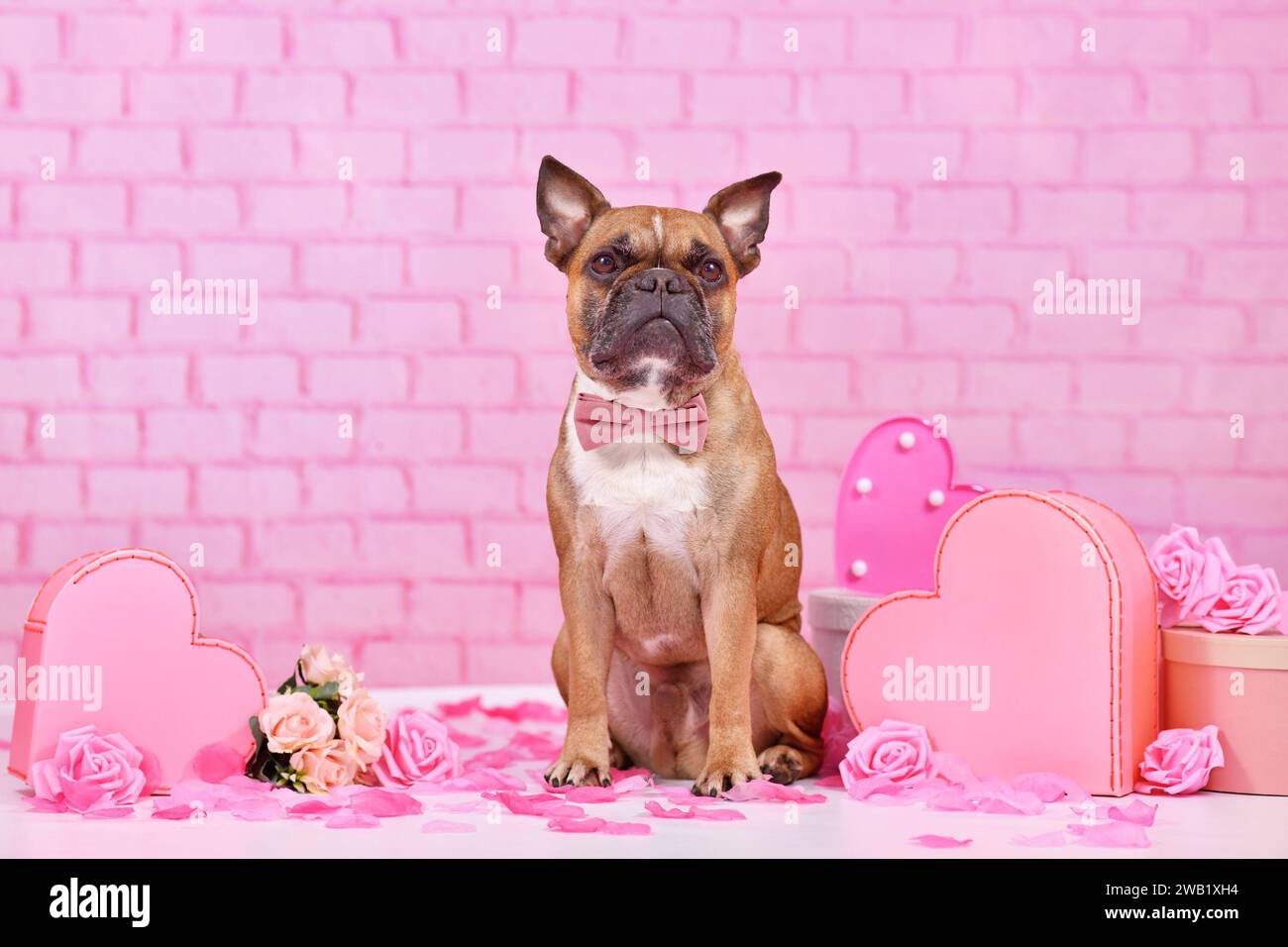 Valentine's day dog. French Bulldog with hbowtie surrounded by pink and ...