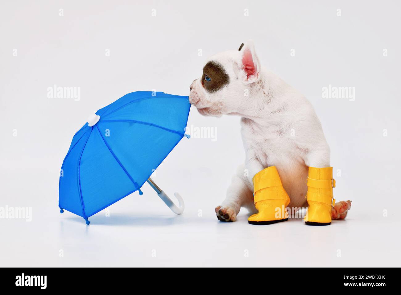 Black and white French Bulldog dog puppy with umbrella and rain boots ...