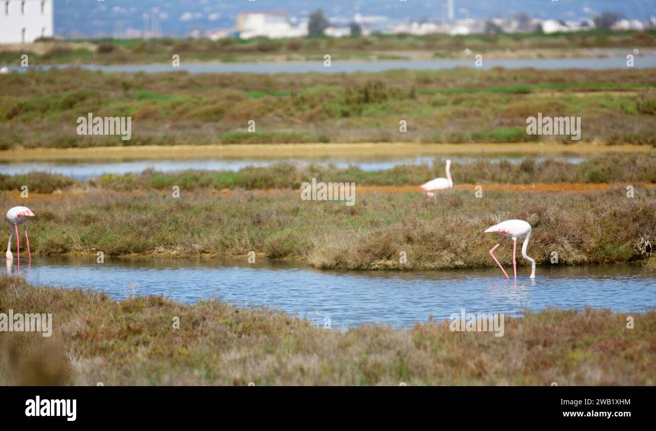 Flock beautiful flamingo birds walk hi-res stock photography and images ...