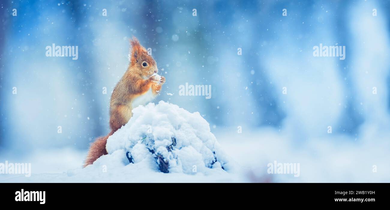 Cool squirrel photo hi-res stock photography and images - Alamy