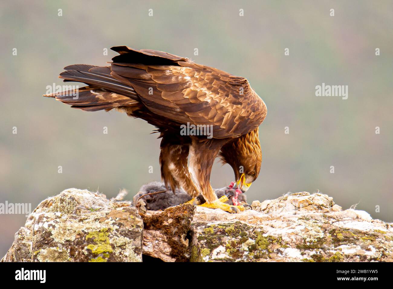 A golden eagle eating a rabbit, surveying the majestic wilderness ...