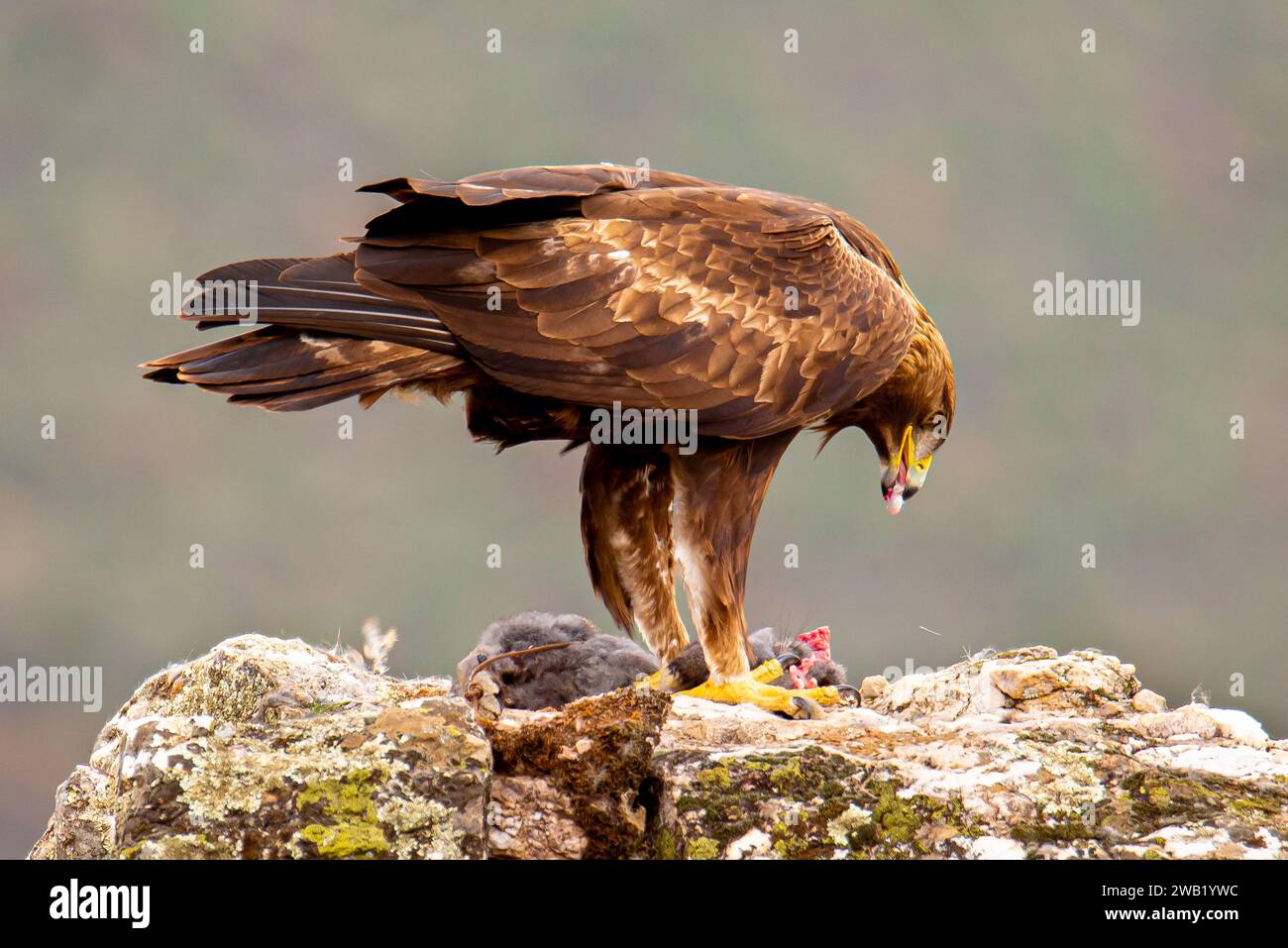 A golden eagle eating a rabbit, surveying the majestic wilderness ...