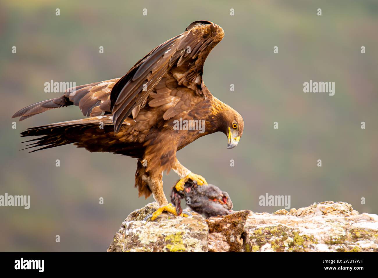 Golden Eagle Hunting Rabbit