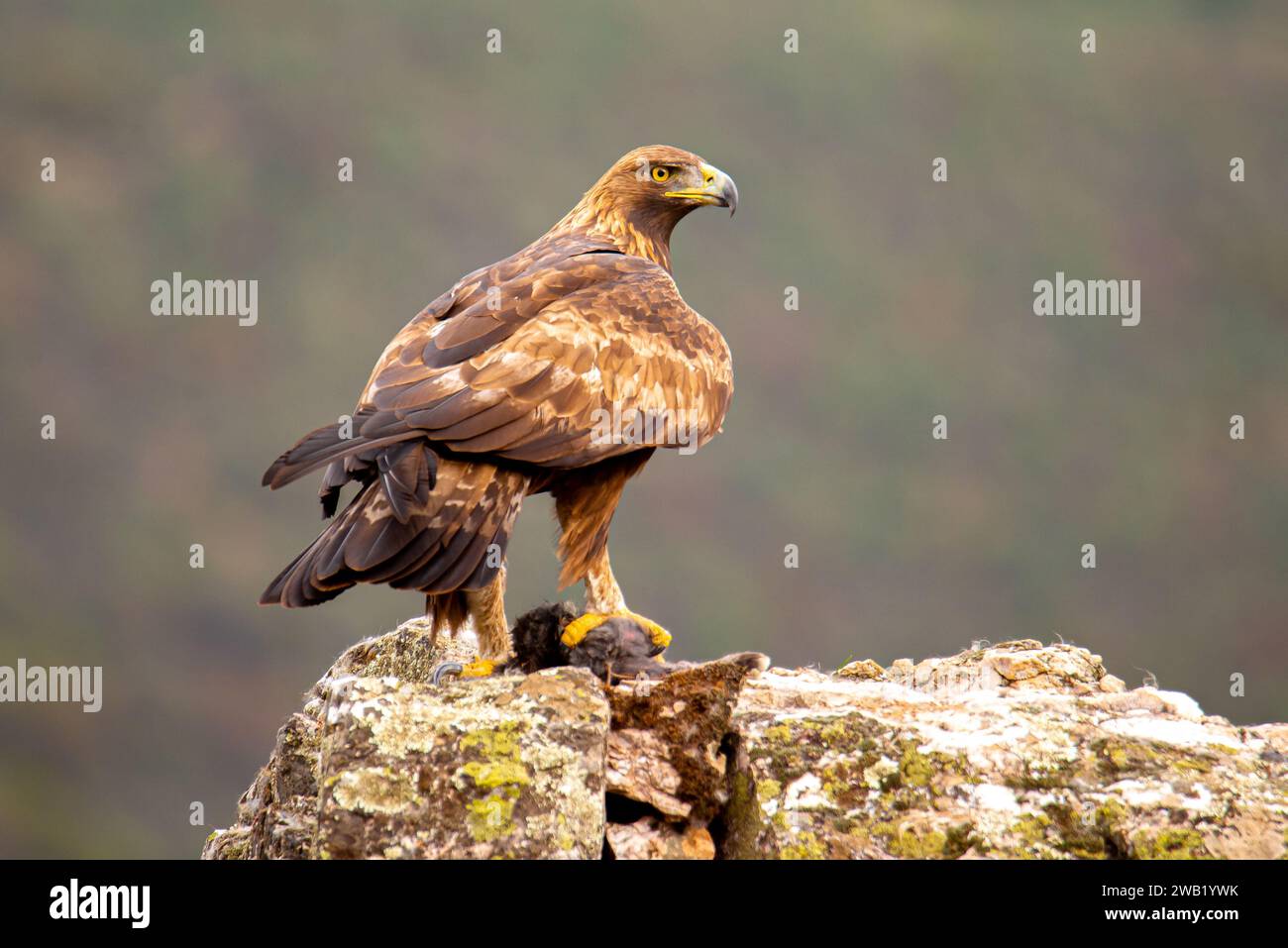 A golden eagle eating a rabbit, surveying the majestic wilderness ...