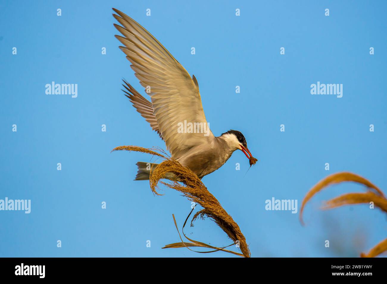 Crayfish eating bird hi-res stock photography and images - Alamy
