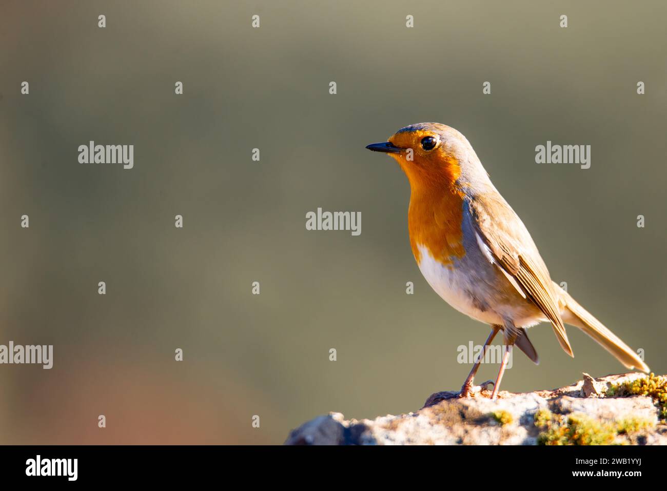 Perched atop sunlit cliffs hi-res stock photography and images - Alamy