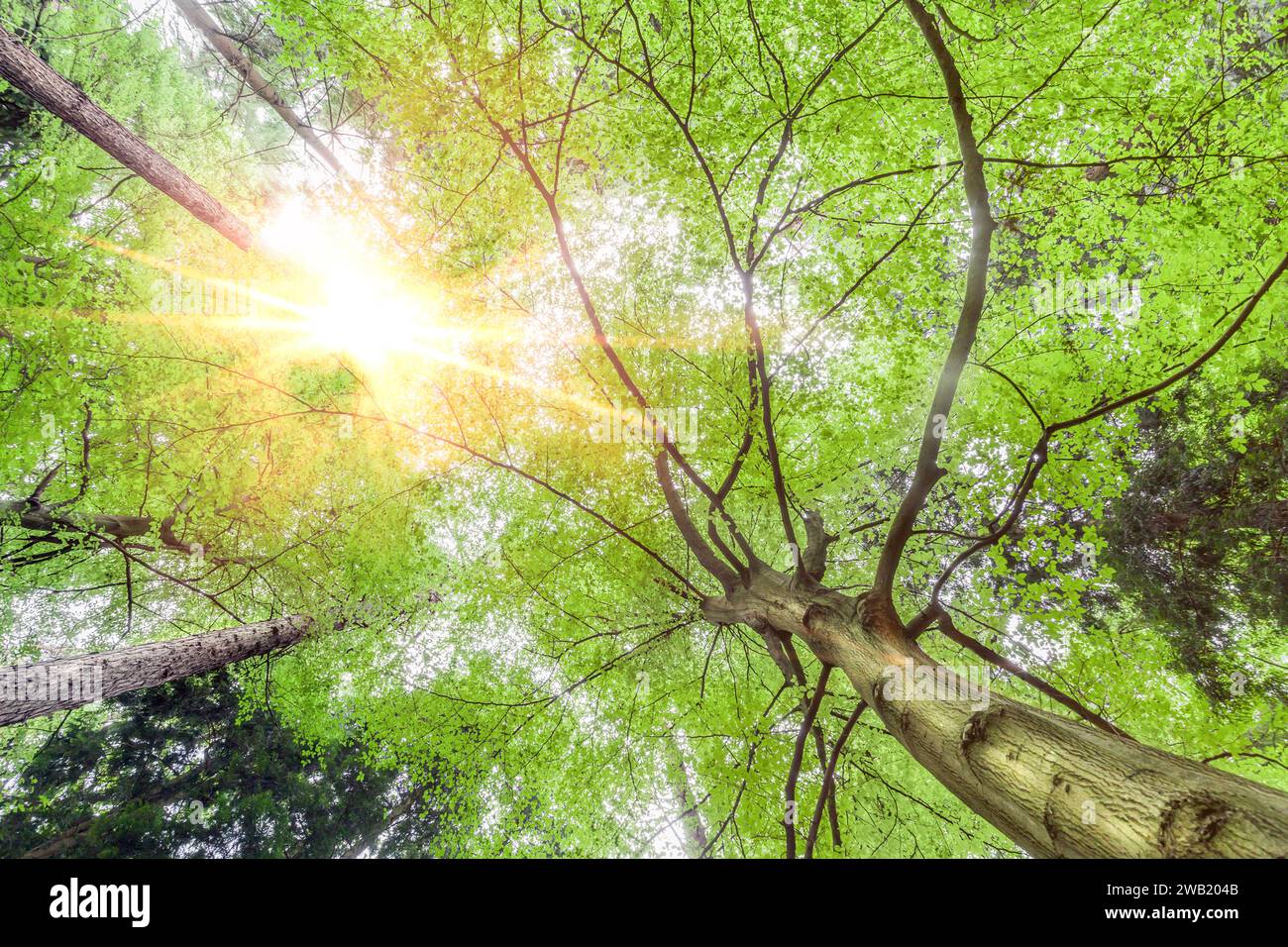 Forest of trees viewed from underneath with sunlight streaming through ...