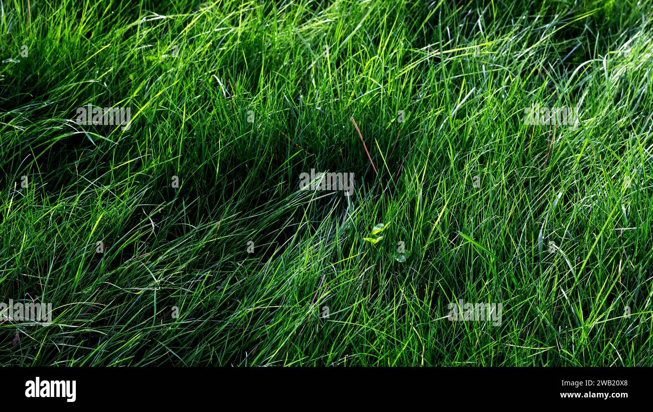 Green grass texture. Turf Stock Photo - Alamy