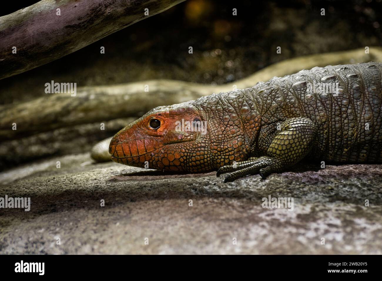 Dragón marrón hi-res stock photography and images - Alamy