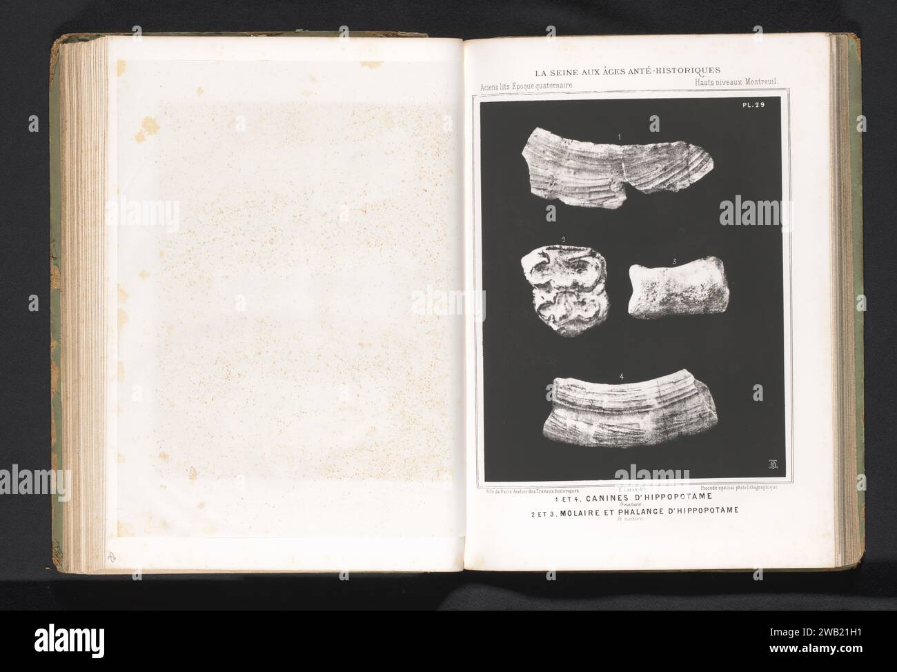 Fangs, molar and bone from a hippopotamus, Ville de Paris (Possible), c ...