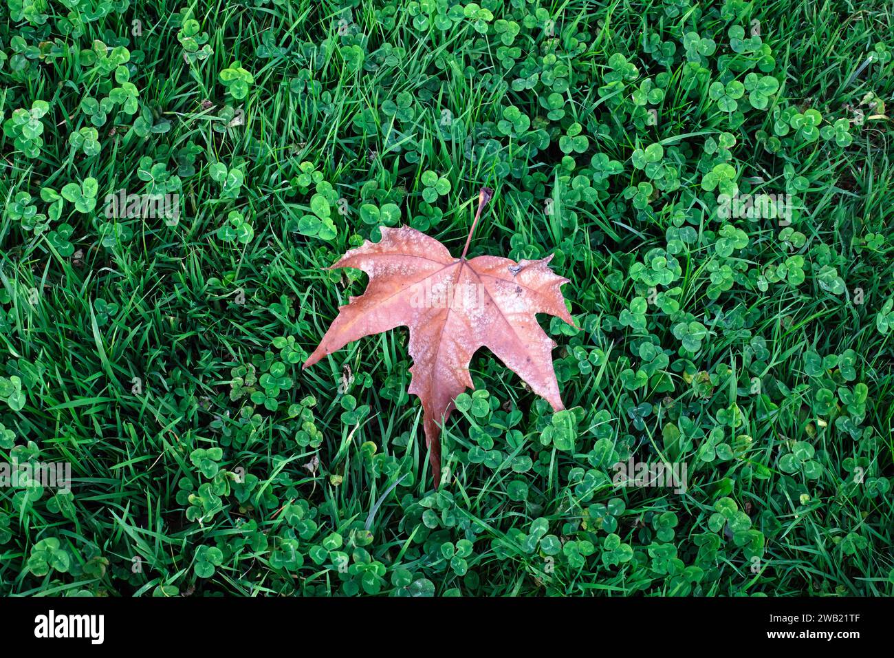 Sunlight falling on grass hi-res stock photography and images - Alamy