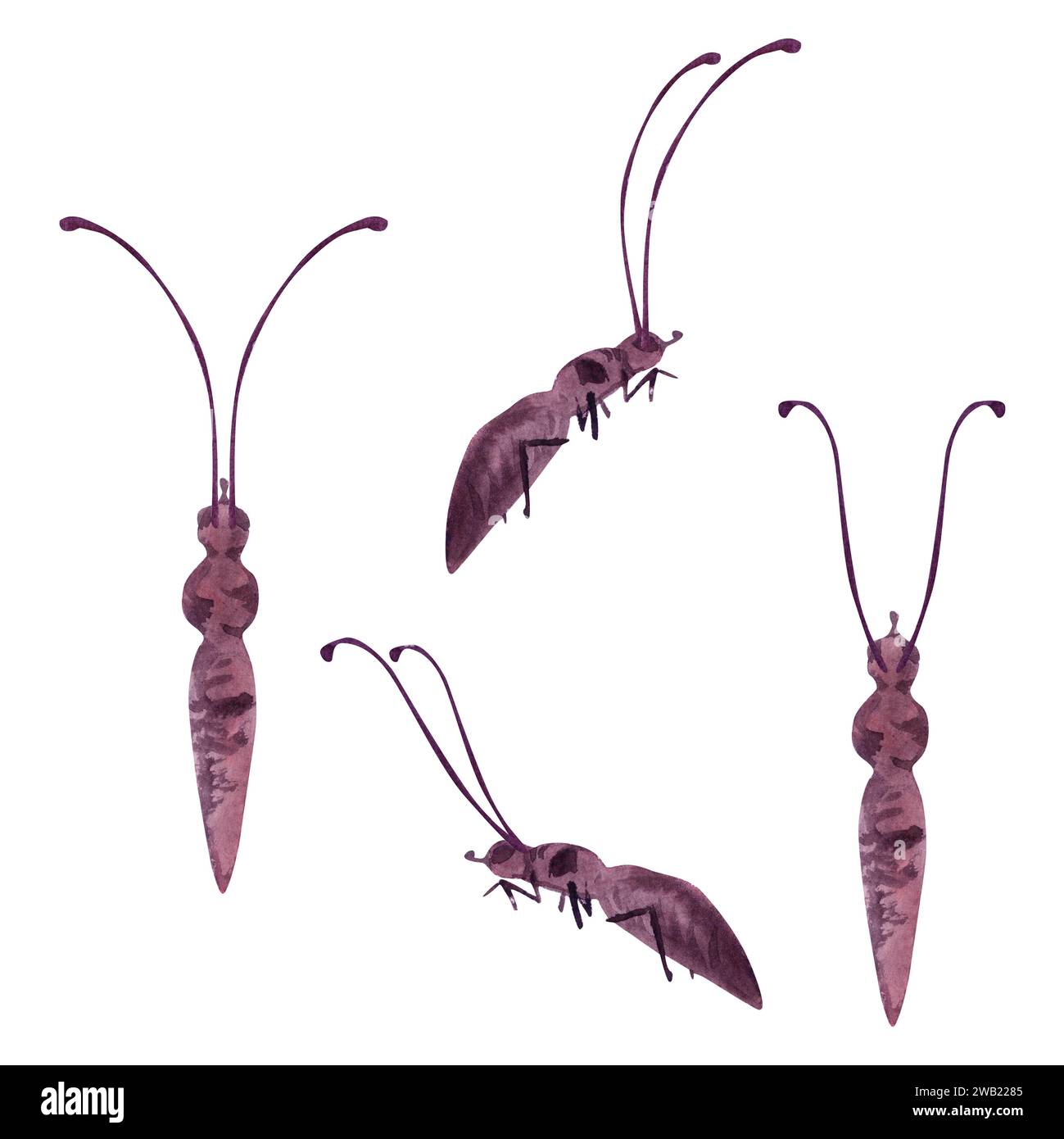 Hand drawn watercolor illustration butterfly bug wasp ant insect moth ...