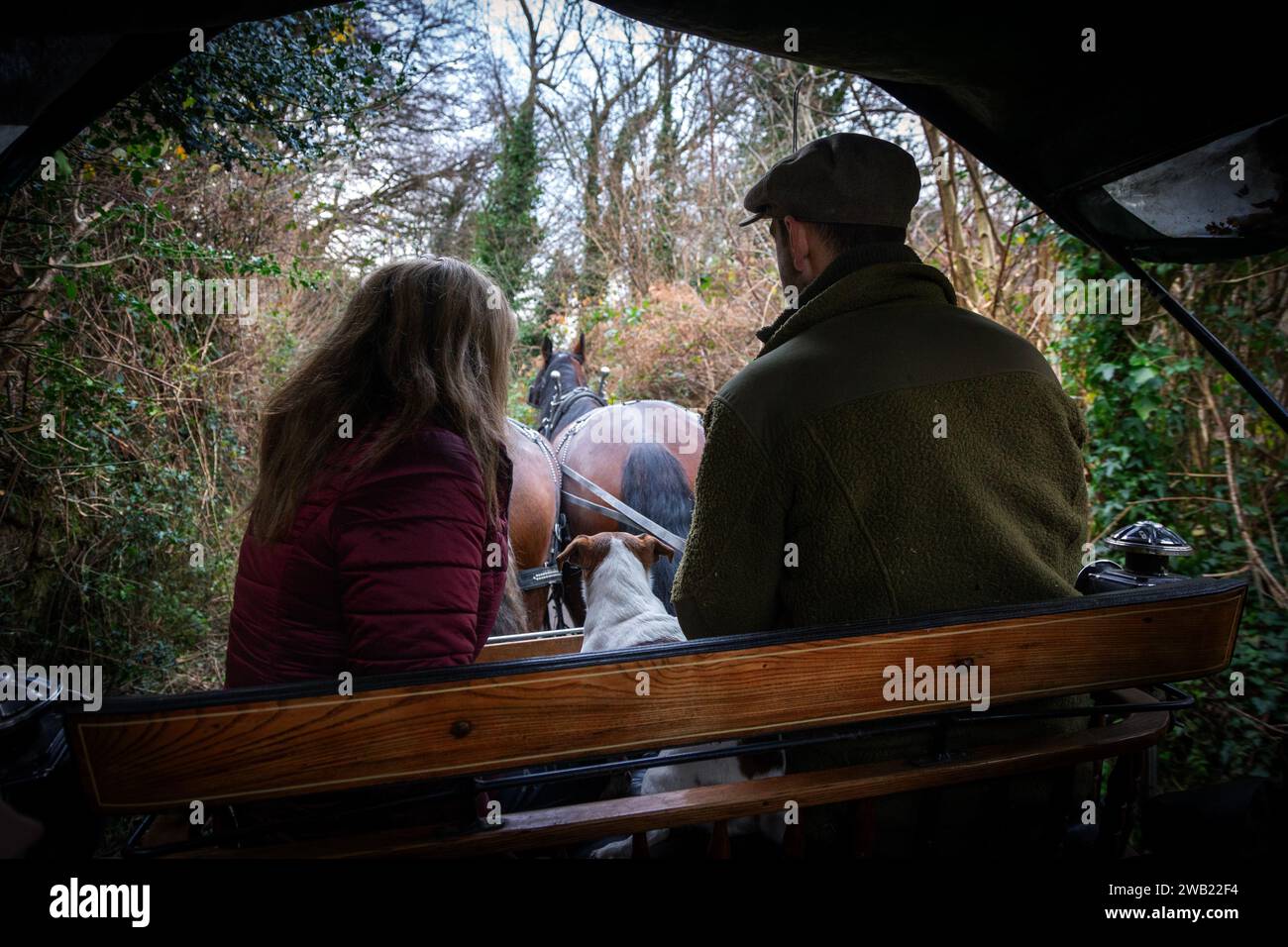 The shire is a british breed of draught horse hi-res stock photography ...