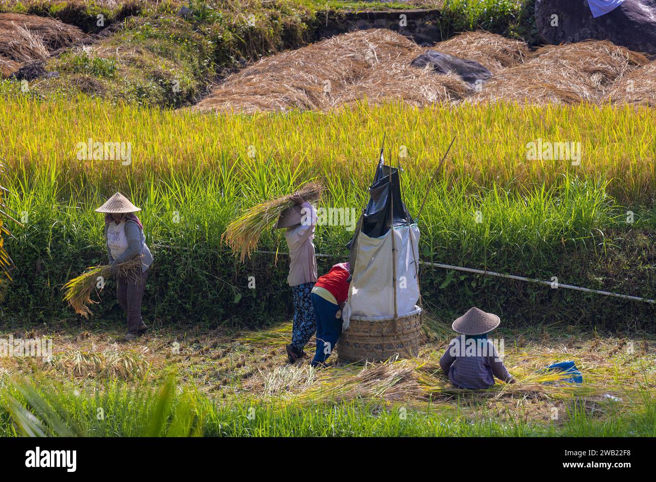 Harvest of rice hi-res stock photography and images - Alamy