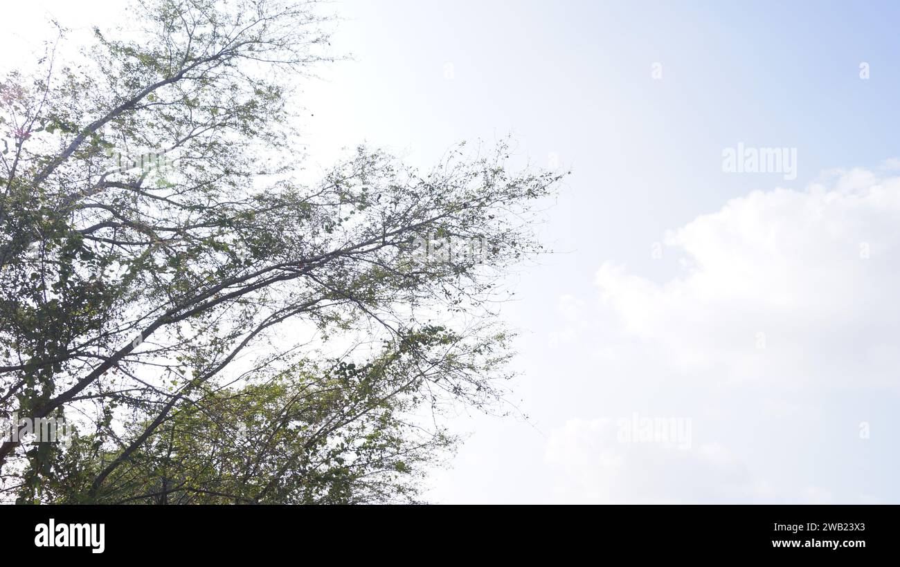A photograph of a tree in Las Piñas, NCR, Philippines being taken by ...