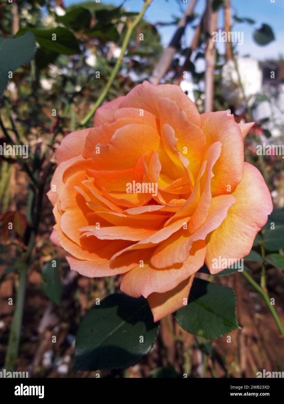 The rose south korea hi-res stock photography and images - Alamy