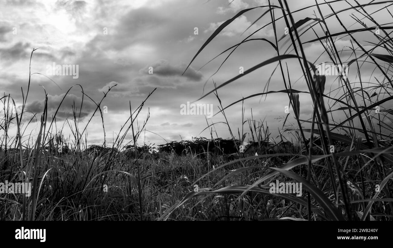 A black and white photograph of a windy grassy field in Las Piñas, NCR ...