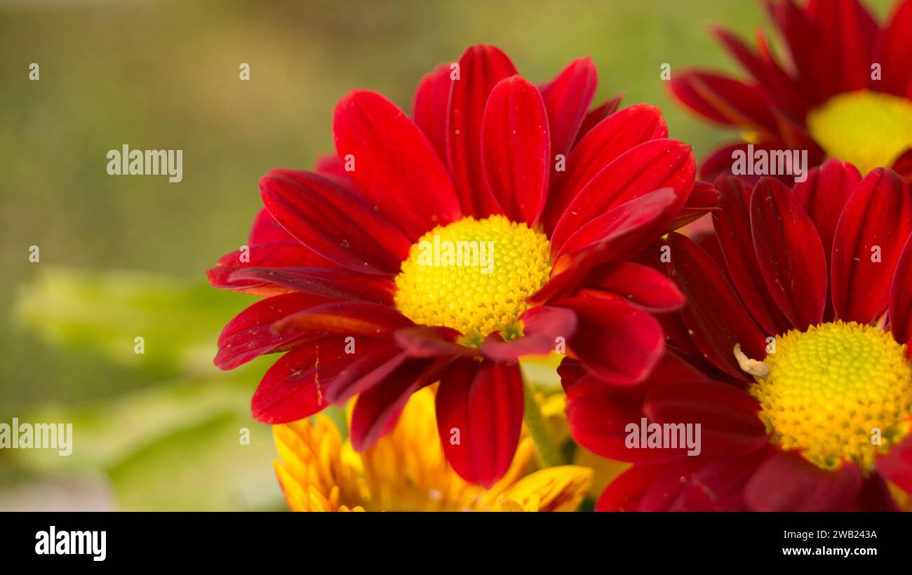 A photograph of red daisies in Las Piñas, NCR, Philippines Stock Photo ...