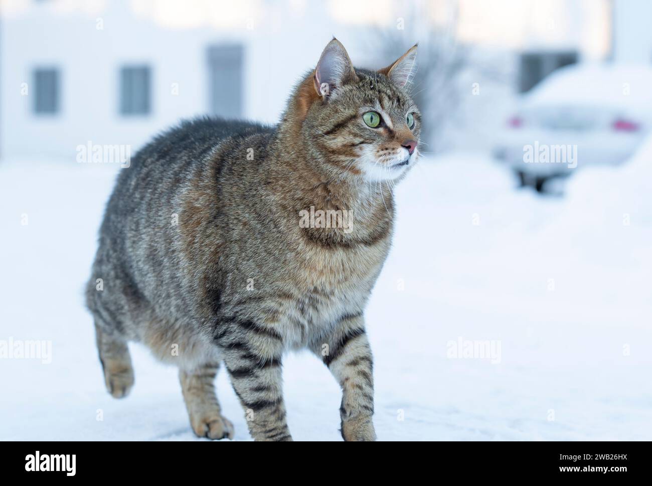 Brown tabby cat walking hi-res stock photography and images - Alamy