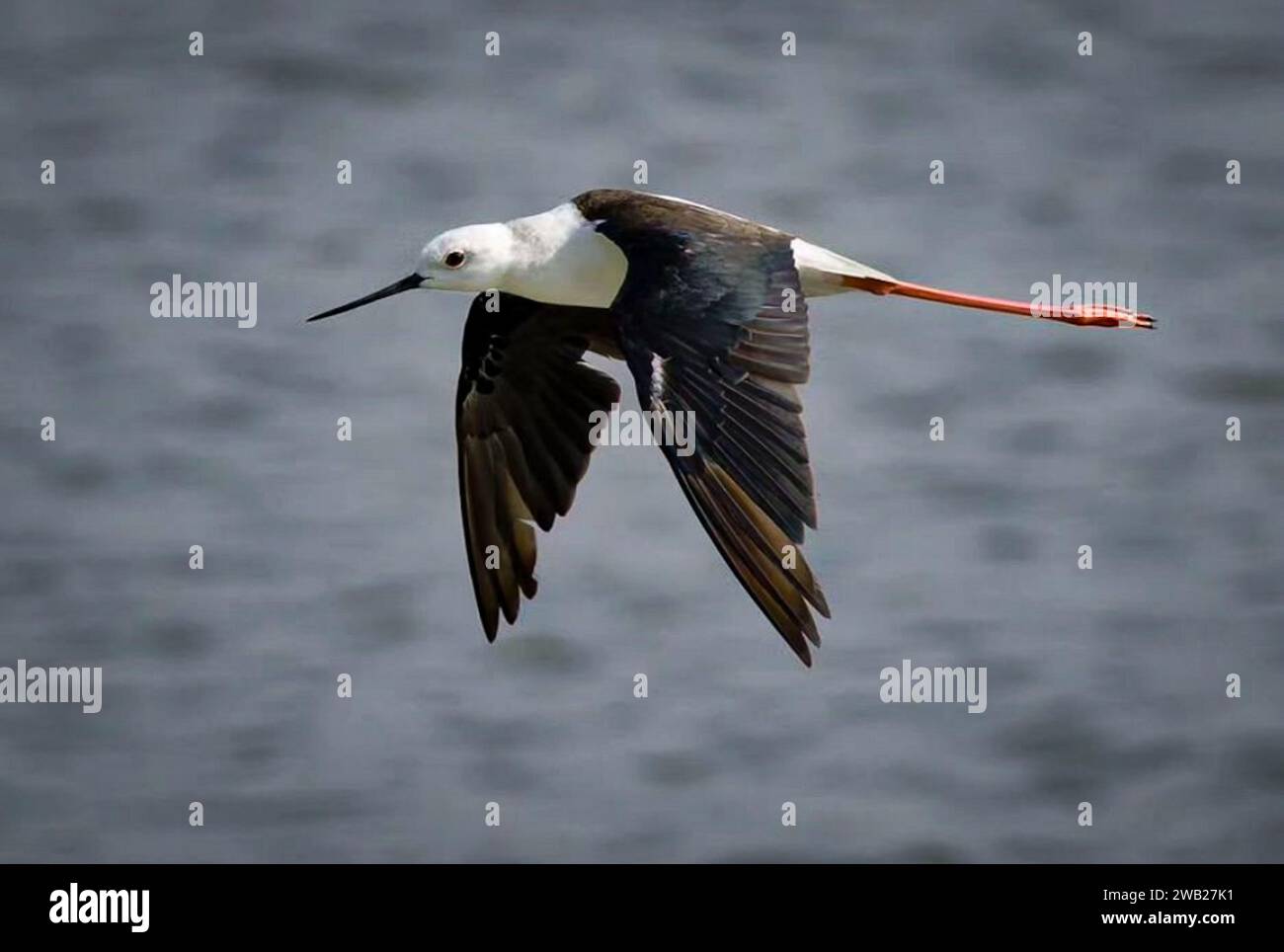 black-winged stilts on its way to defend its nest INDIA HILARIOUS ...