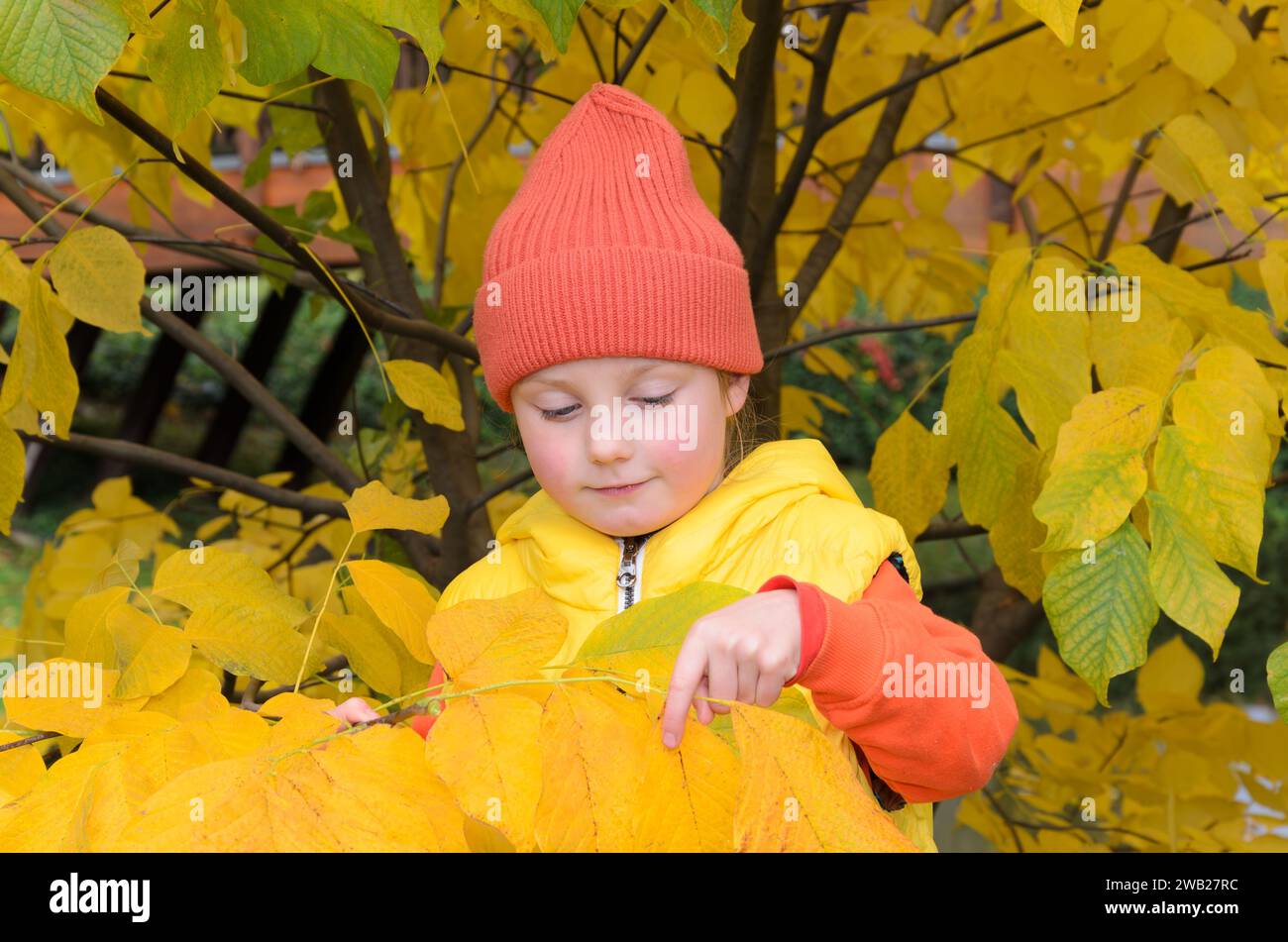 five-year-old girl next to autumn yellow tree is pointing at something ...