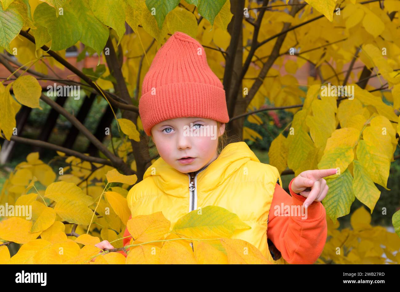 five-year-old girl next to autumn yellow tree is pointing at something ...