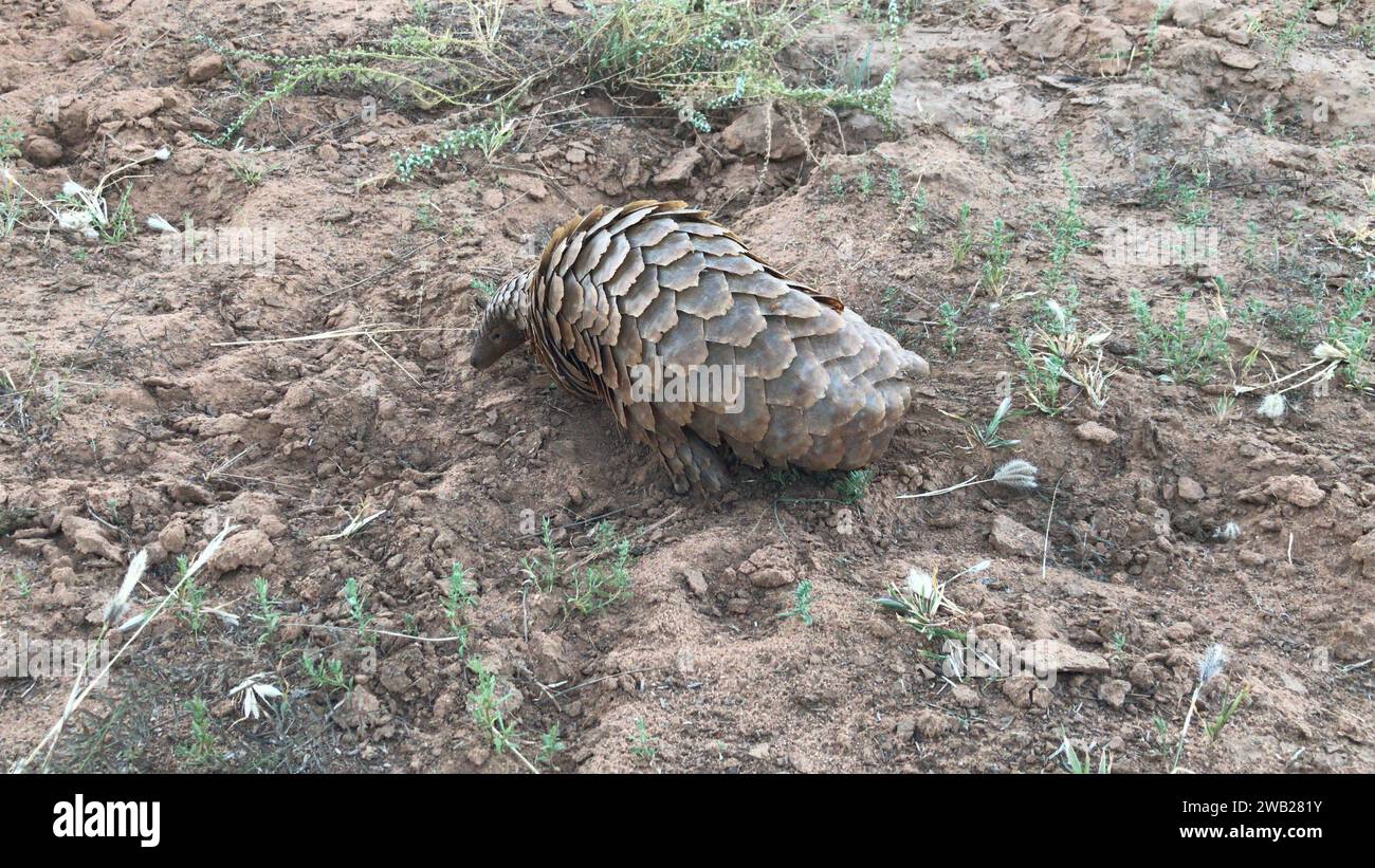 A rare Pangolin in its natural habitat Stock Photo - Alamy