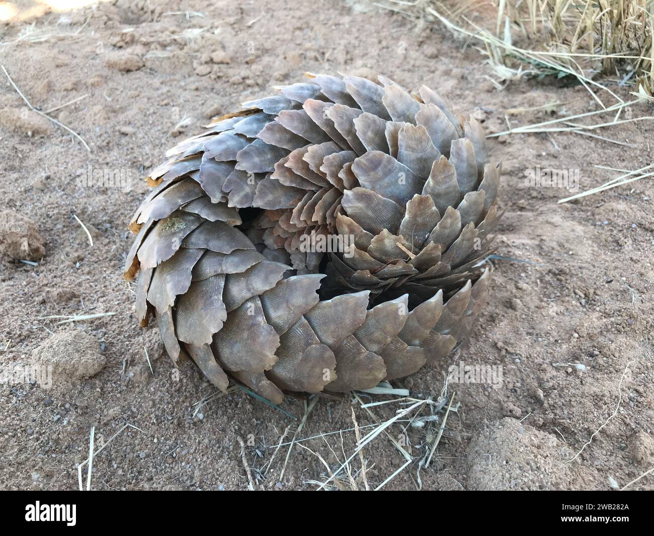 A rare Pangolin in its natural habitat Stock Photo - Alamy