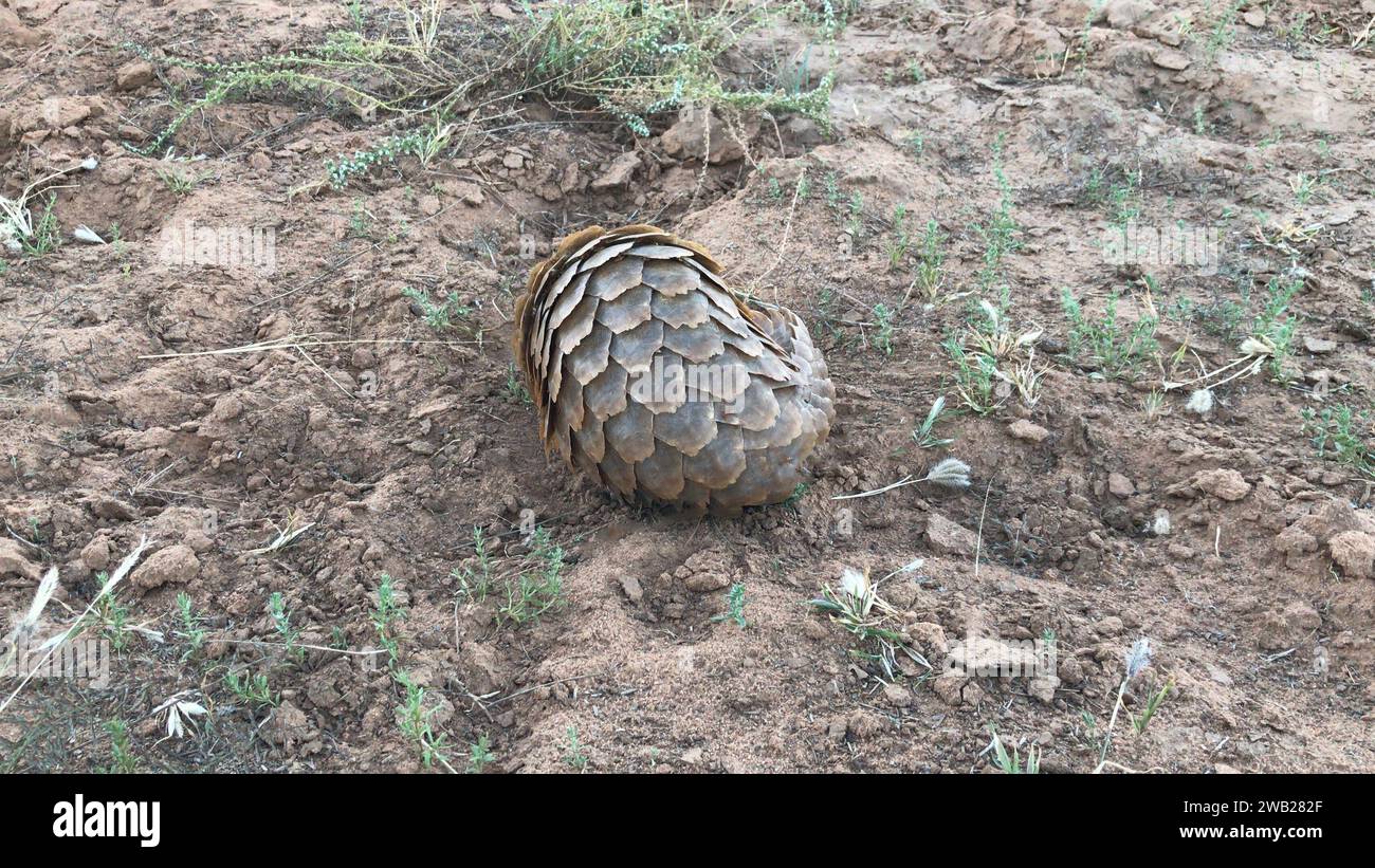 A rare Pangolin in its natural habitat Stock Photo - Alamy