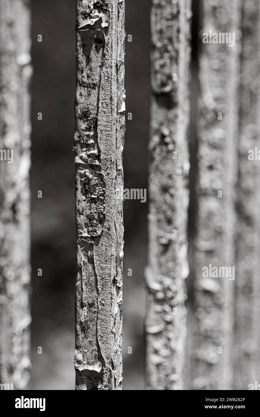 A vertical closeup of cracked metallic bars in grayscale Stock Photo ...