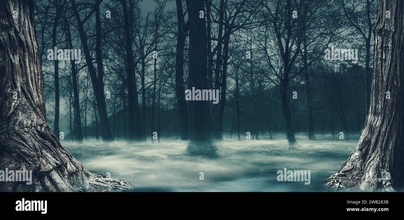 Scary forest with big trees and mist: horror and Halloween background ...