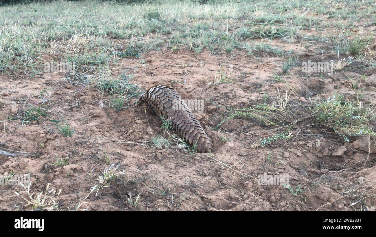 A rare Pangolin in its natural habitat Stock Photo - Alamy
