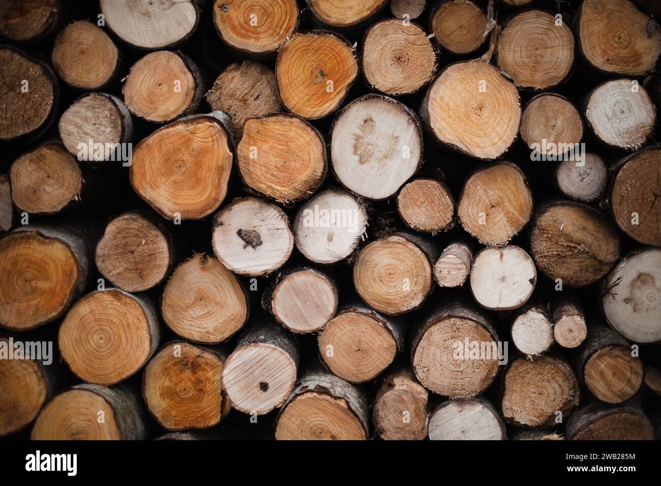 Fresh cut timber hi-res stock photography and images - Alamy