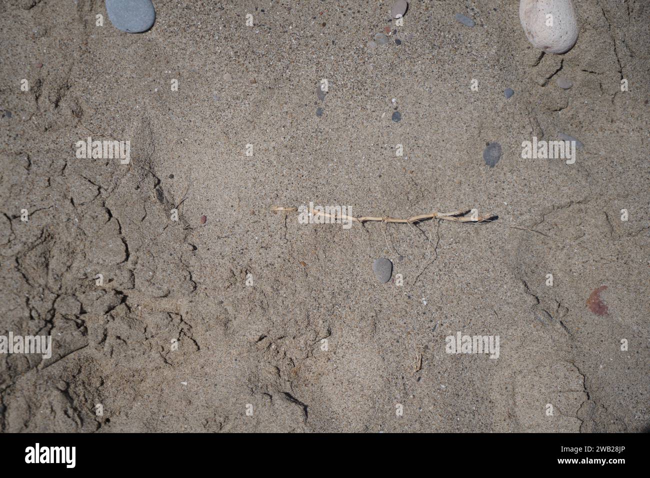 Detail of fine sand on a sea beach Stock Photo - Alamy