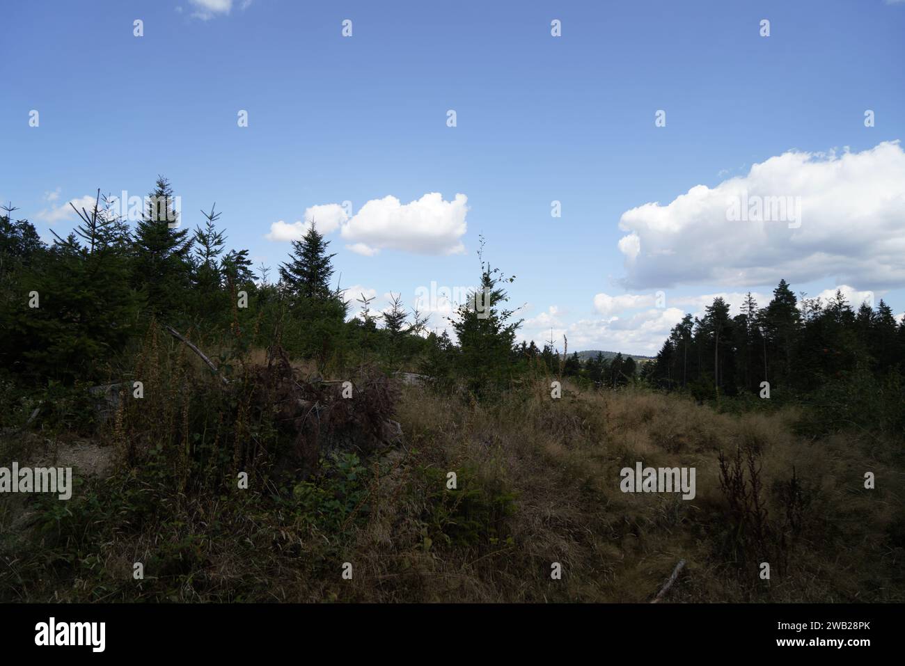 Forest dieback due to climate change, drought and storms and ...