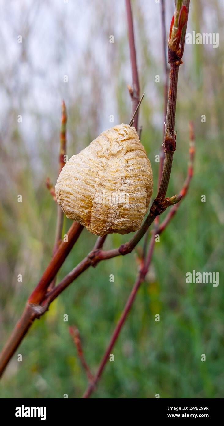 Ootheca of praying mantis hi-res stock photography and images - Alamy