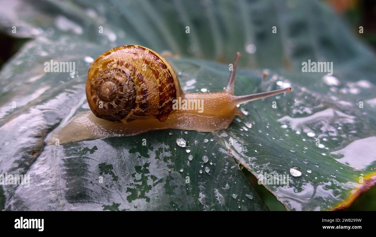 Hibernating animal hi-res stock photography and images - Alamy