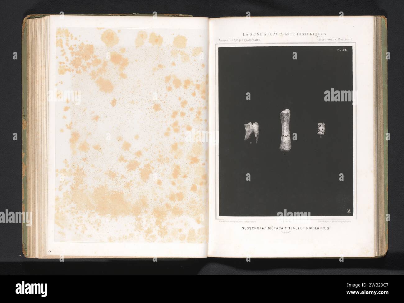 Midfoot been and molars of a wild boar, Ville de Paris (Possible), c ...