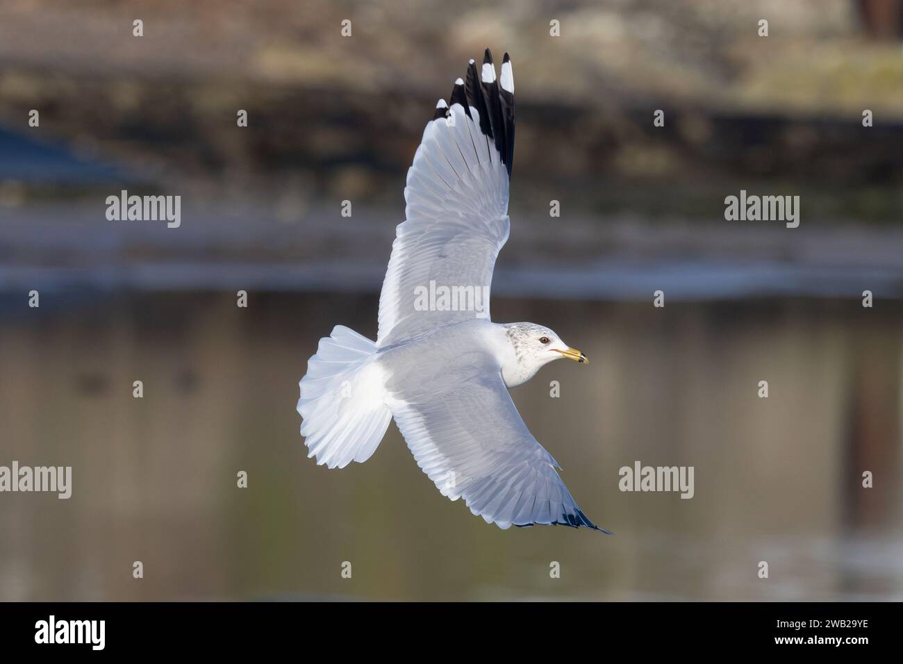 Ring-billed Gull x Common Gull hybrid - Larus delawerensis x canus ...