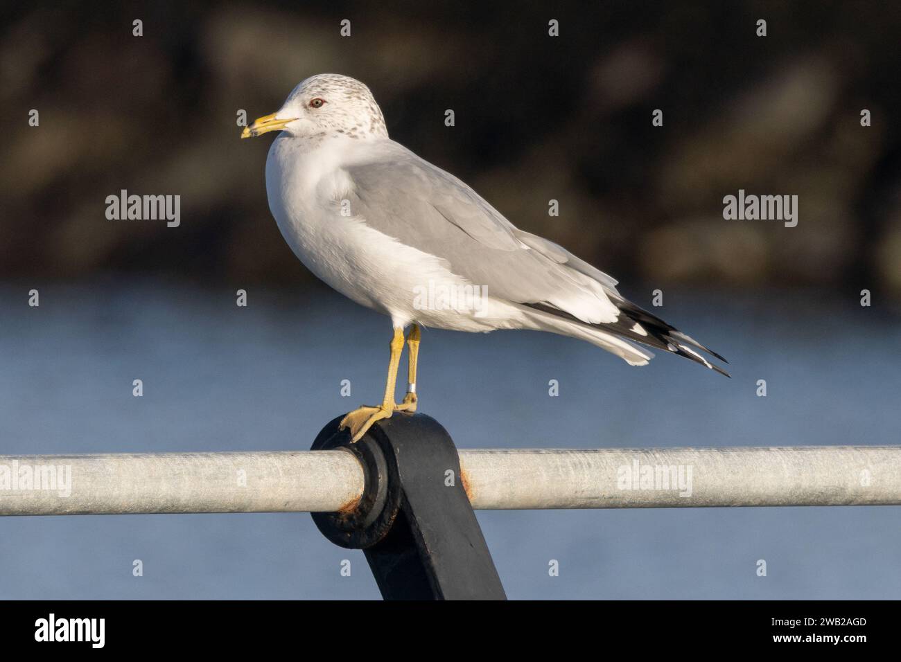 Ring-billed Gull x Common Gull hybrid - Larus delawerensis x canus ...
